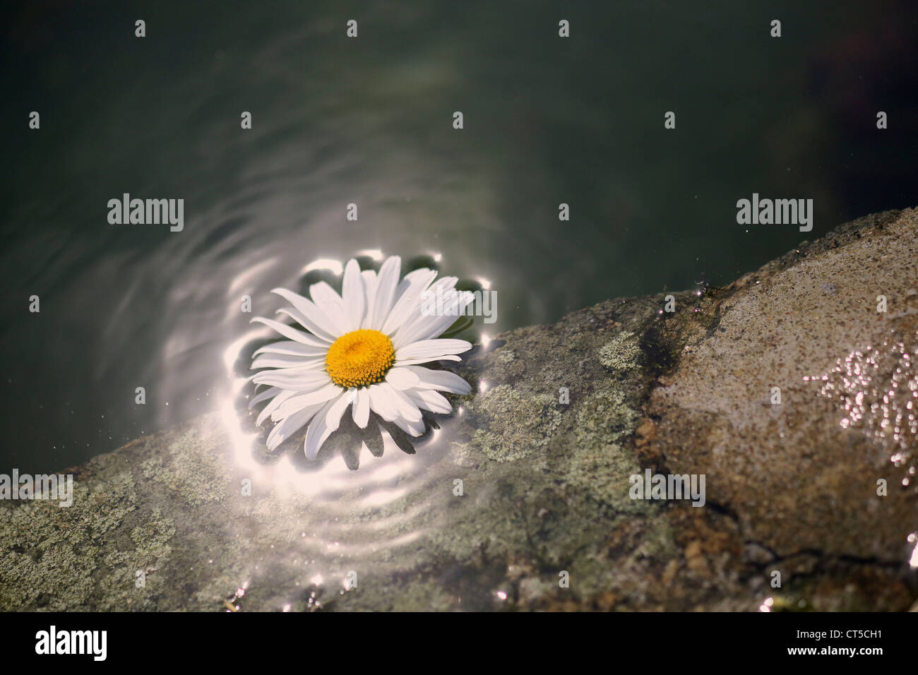 Daisy on rock hi-res stock photography and images - Alamy