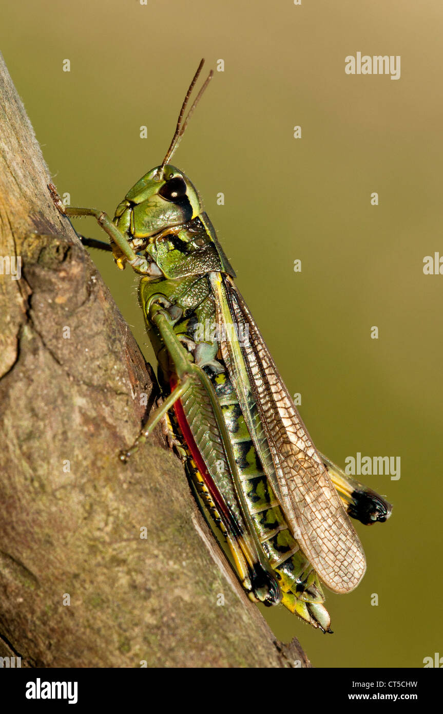A large marsh grasshopper (Stethophyma grossum) perched on a branch at ...