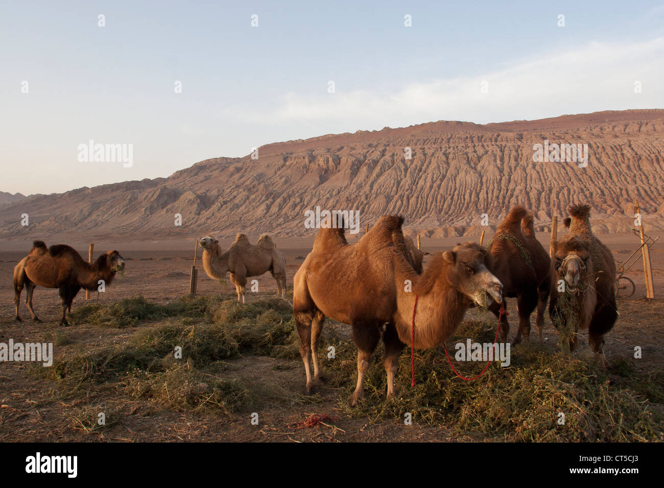 Camel xinjiang china flaming mountain hi-res stock photography and ...