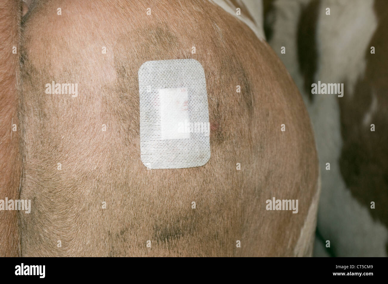 Cow treatment hi-res stock photography and images - Alamy