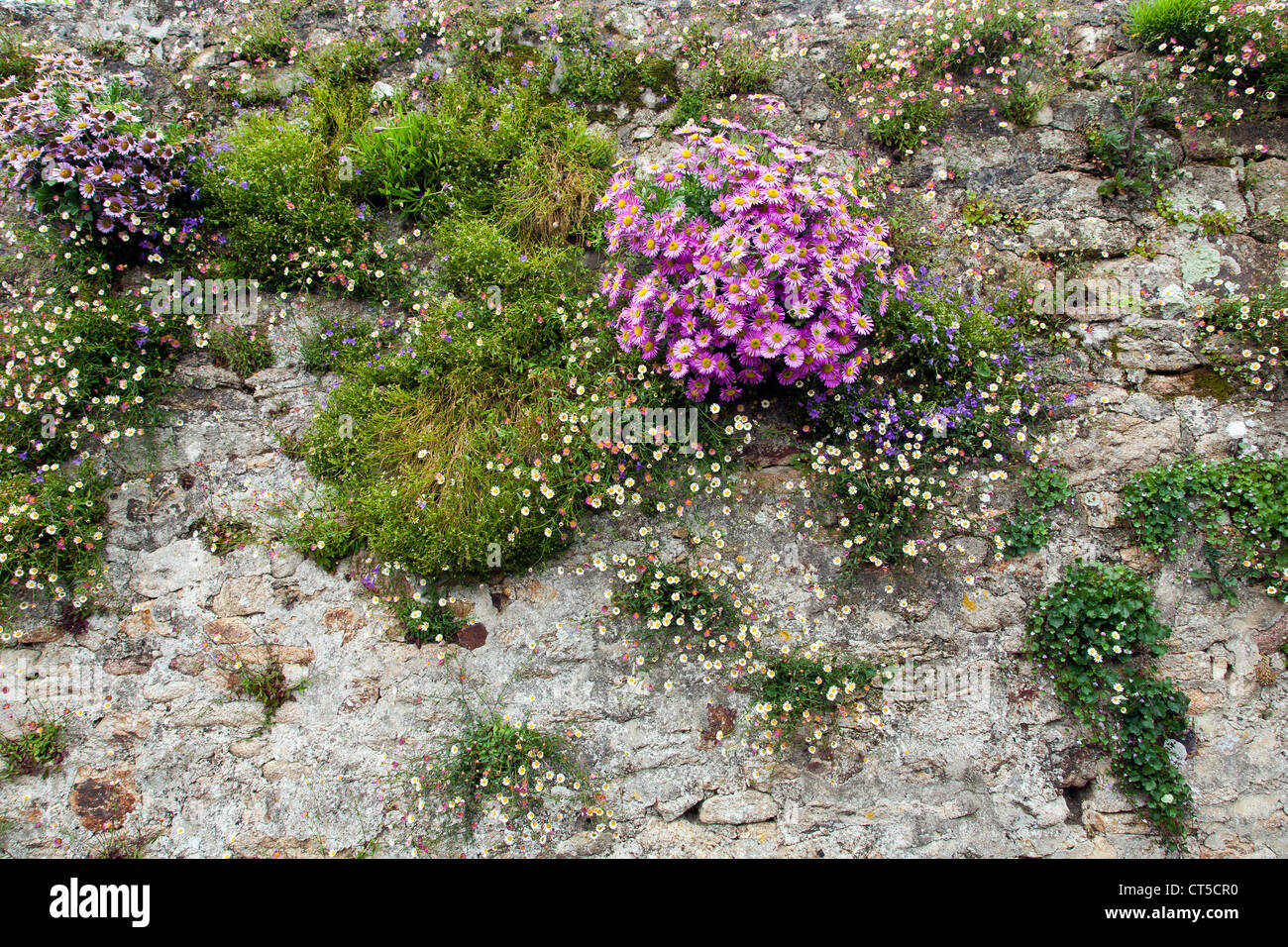 Multi coloured flowers growing wild out of a crumbling old stone wall ...