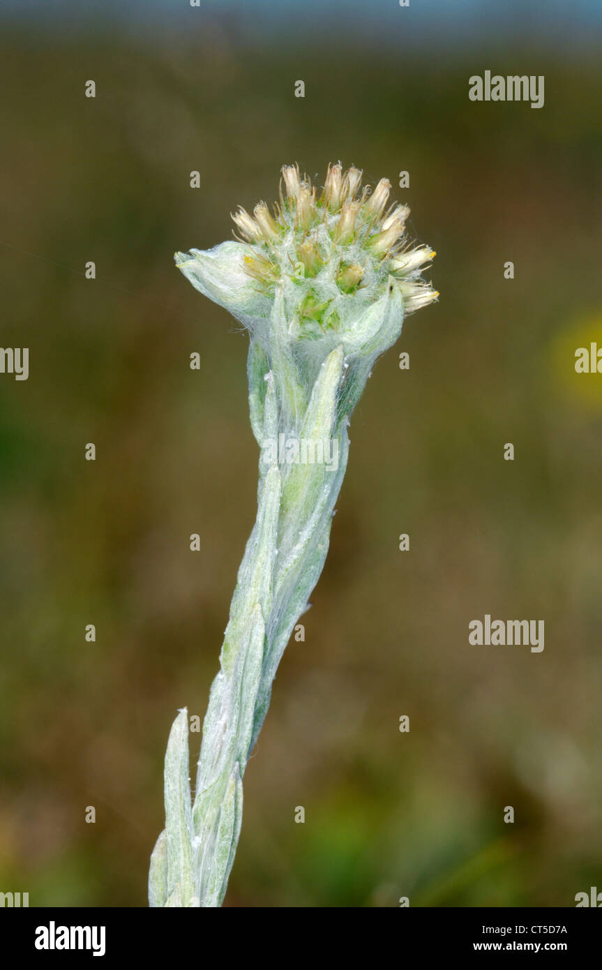 COMMON CUDWEED Filago vulgaris (Asteraceae Stock Photo - Alamy