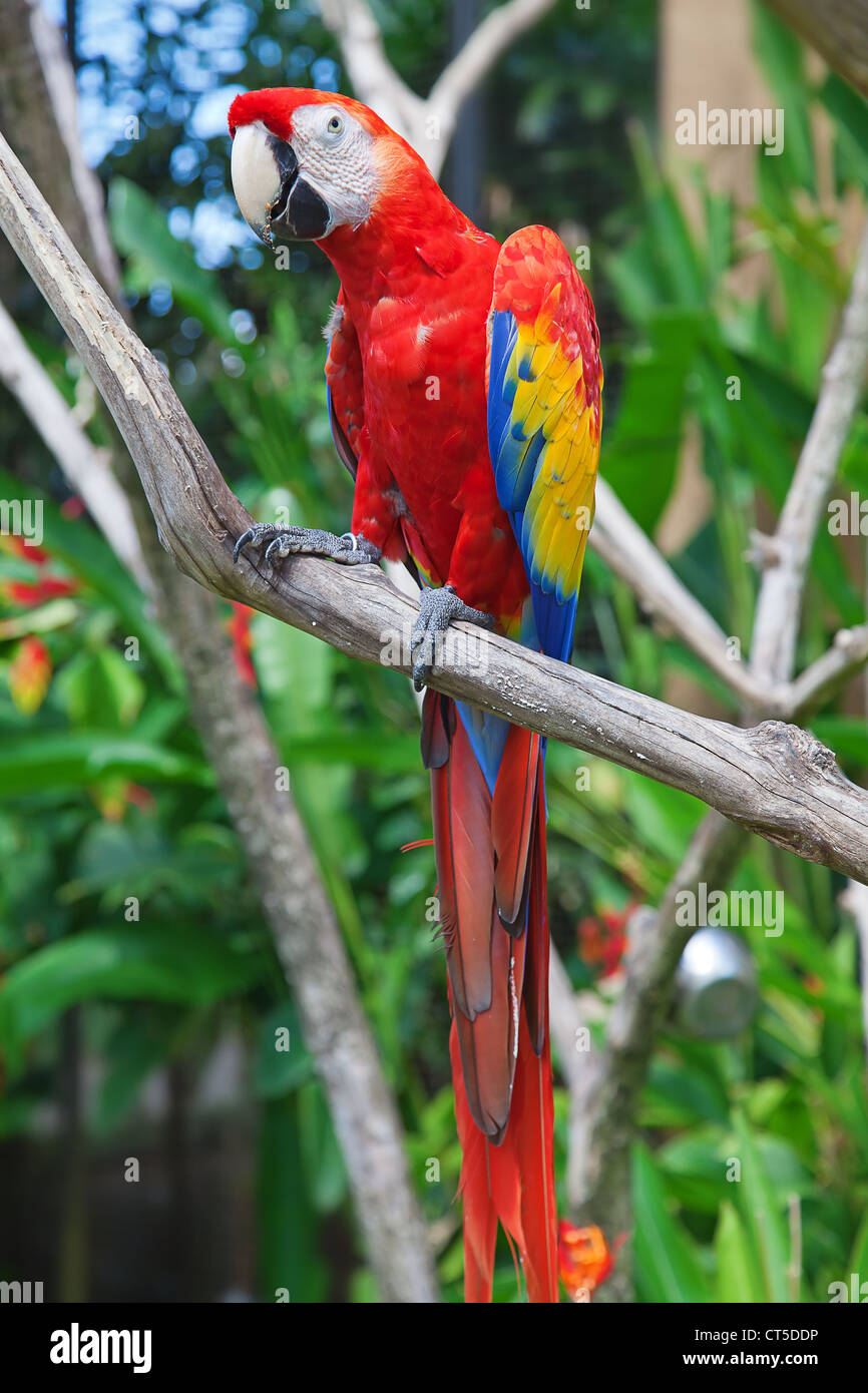 Colorful ara parrot on the tree Stock Photo - Alamy