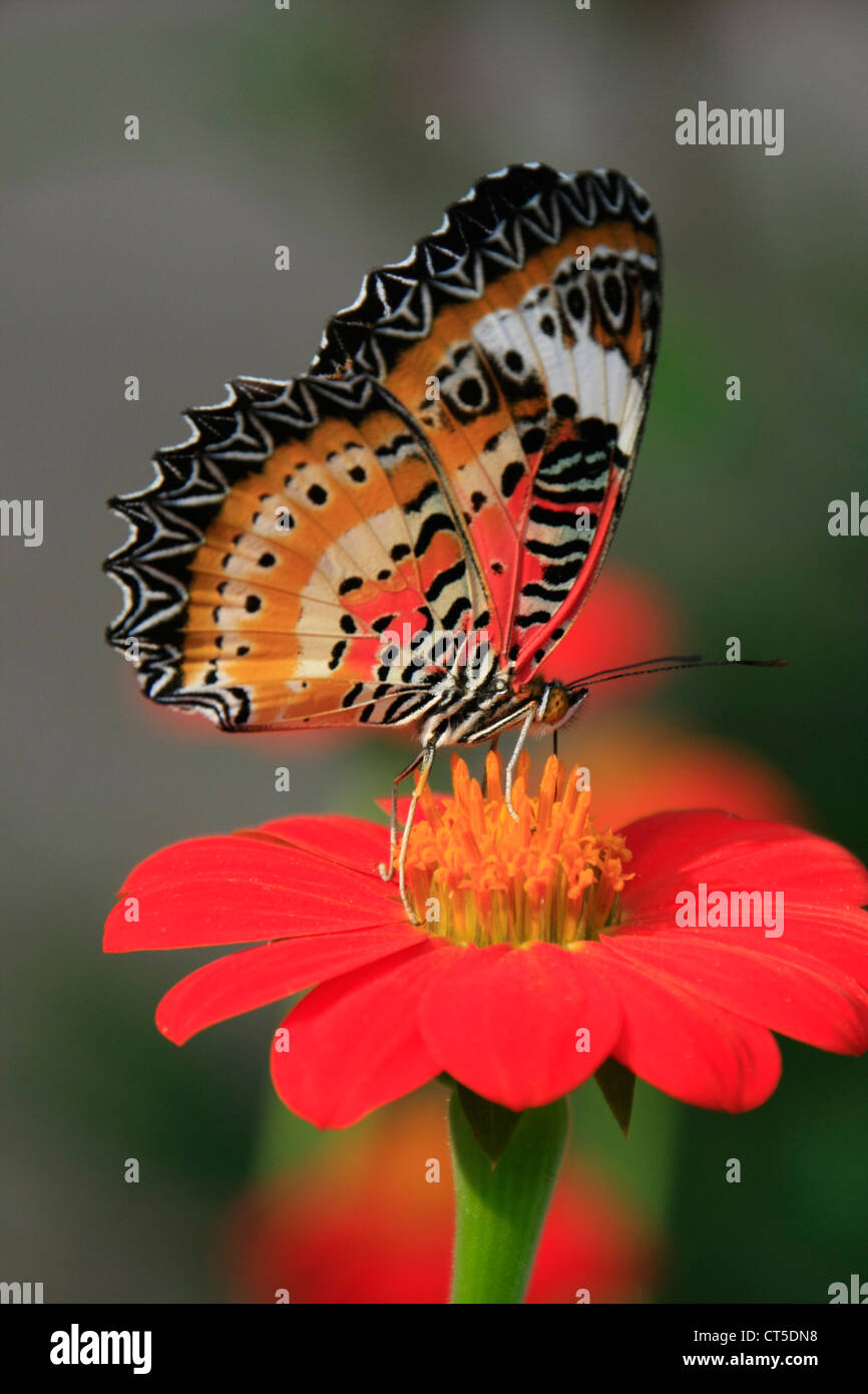 Leopard Lacewing Butterflies Stock Photos & Leopard Lacewing ...