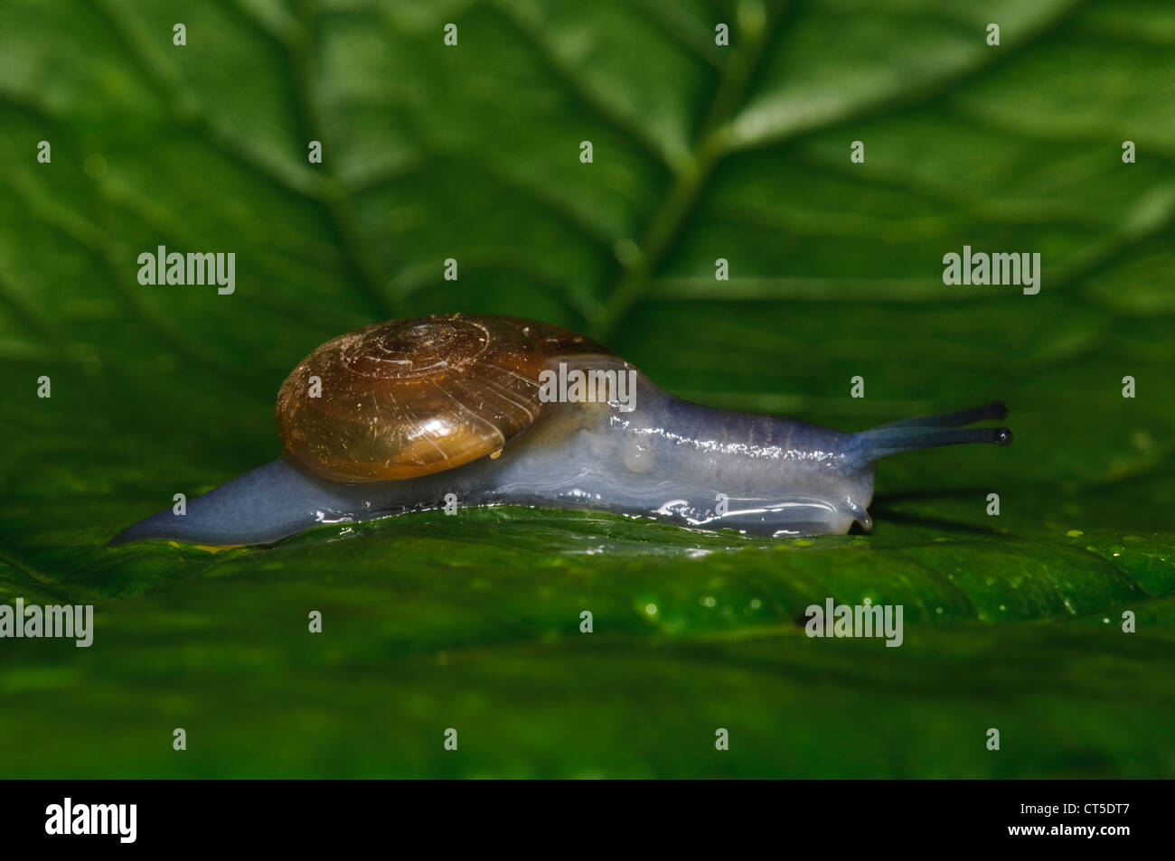 A garlic snail (Oxychilus draparnaudi) on a leaf in a garden in ...