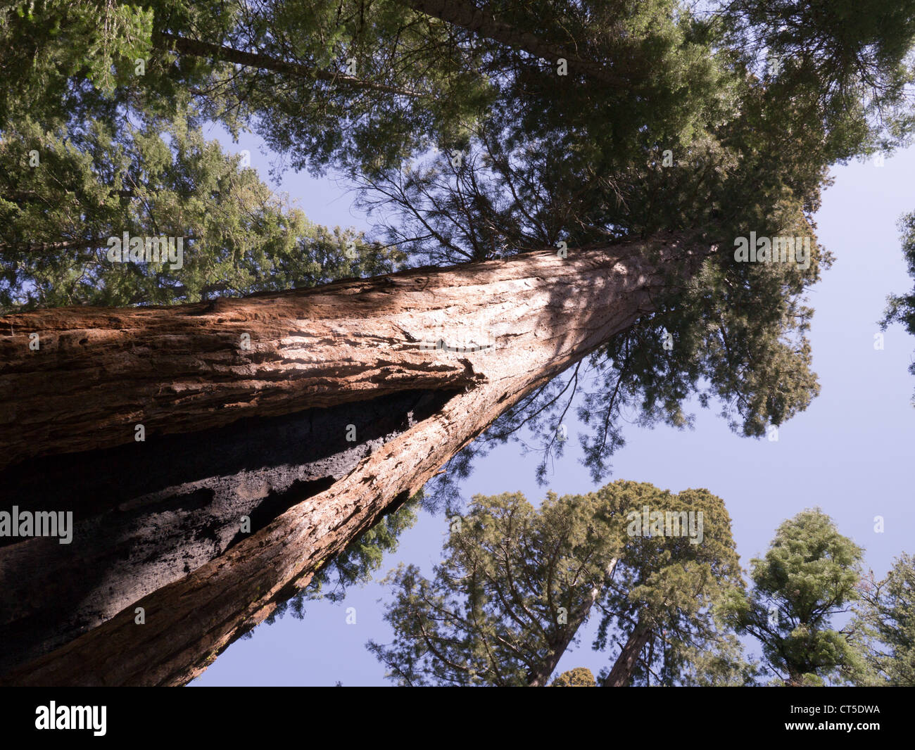 Giant Sequoia trees in Calaveras Big Trees State Park, California Stock ...