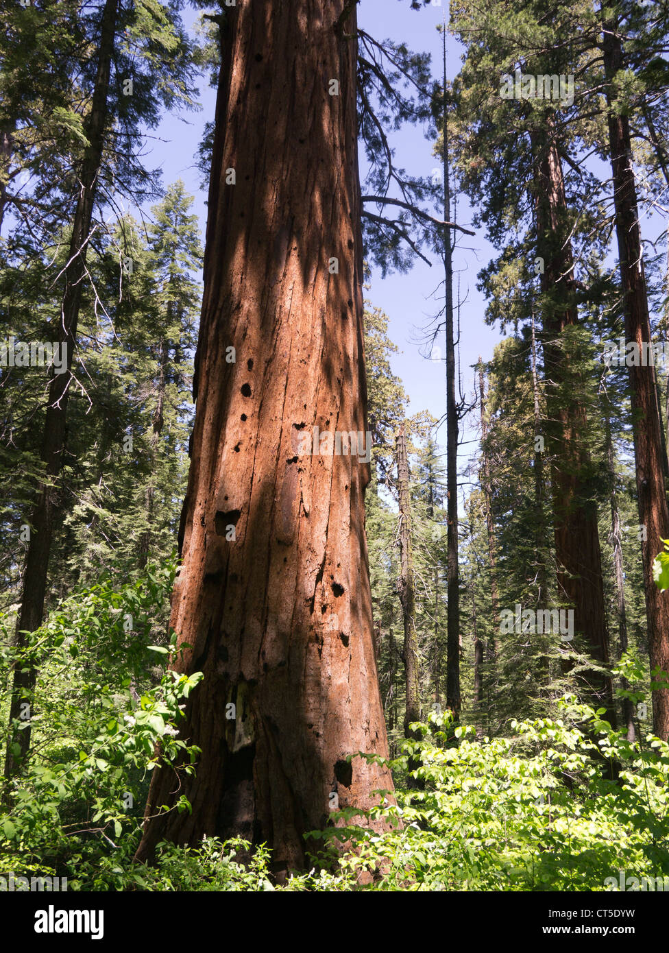 Giant Sequoia trees in Calaveras Big Trees State Park, California Stock ...