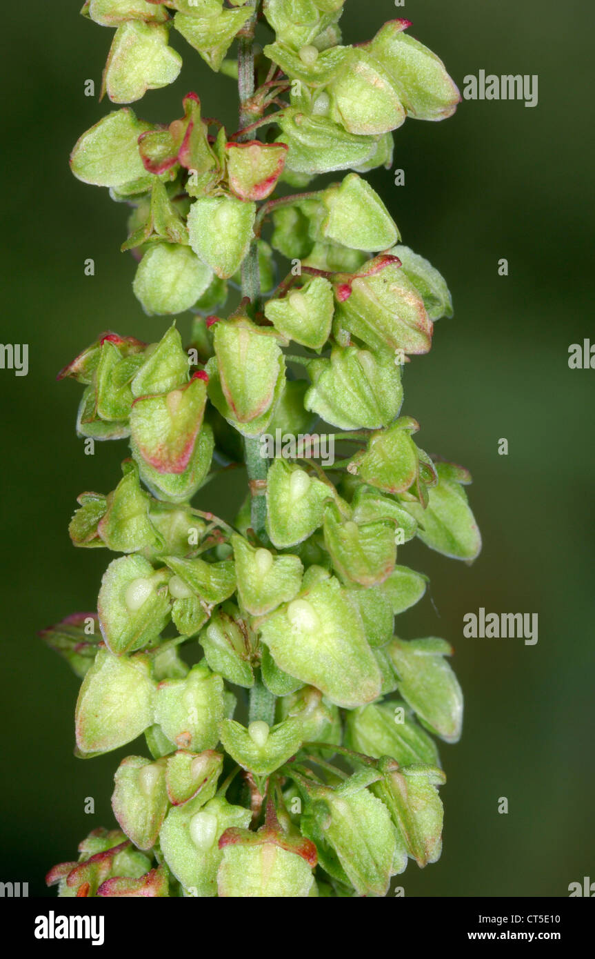 Curled Dock Rumex Crispus High Resolution Stock Photography and Images ...