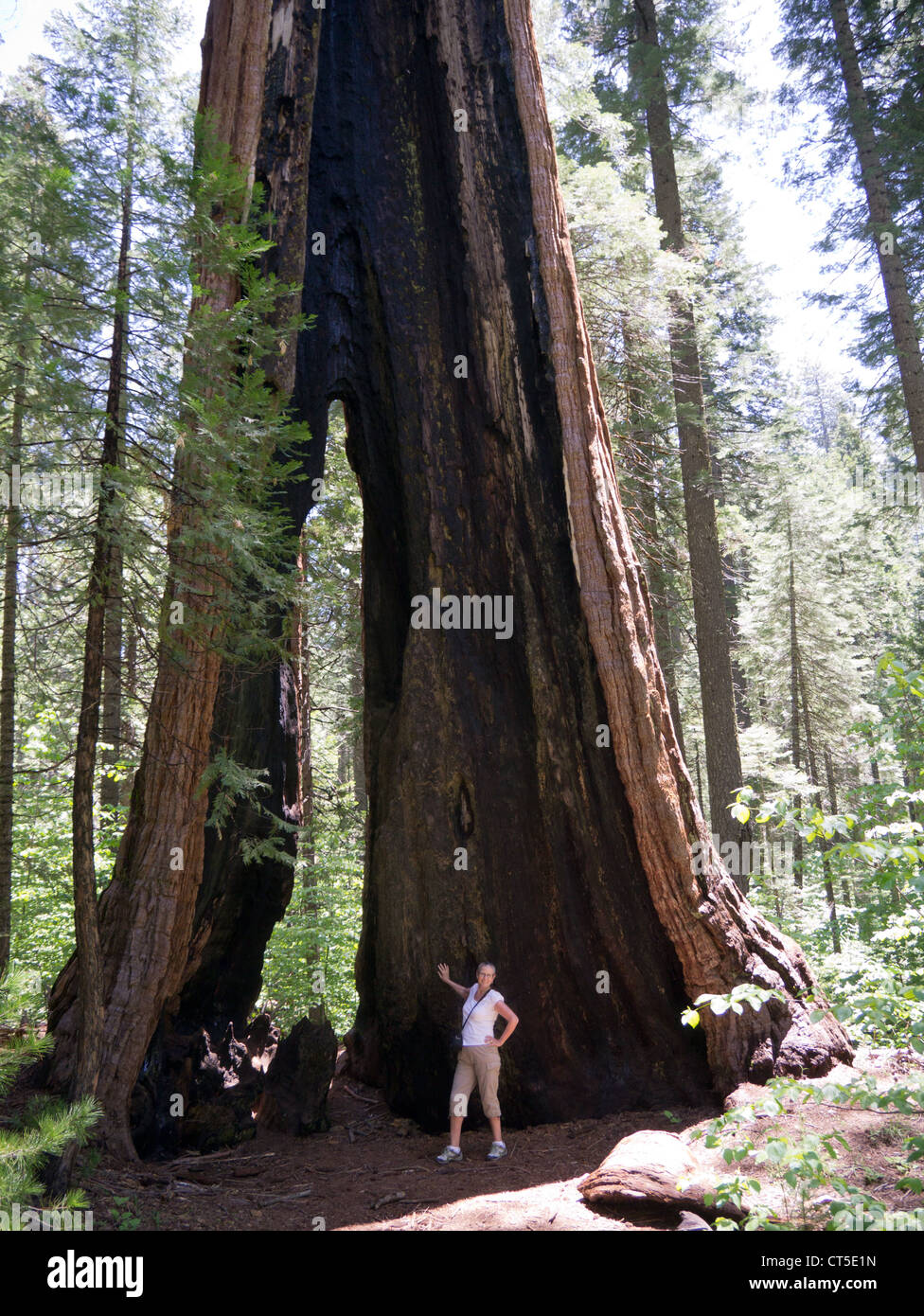 Giant Sequoia trees in Calaveras Big Trees State Park, California Stock ...