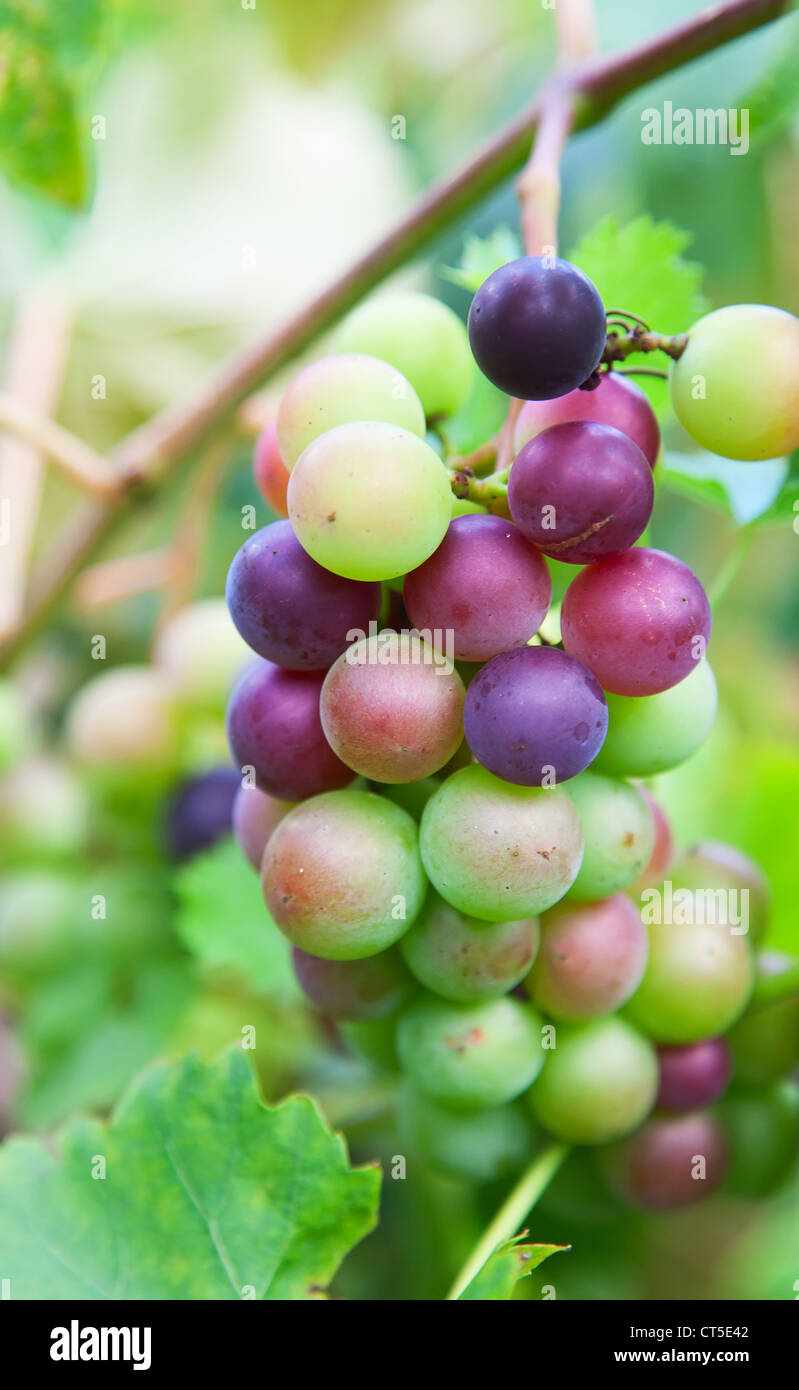 Semi-ripe grapes in the vineyard Stock Photo - Alamy