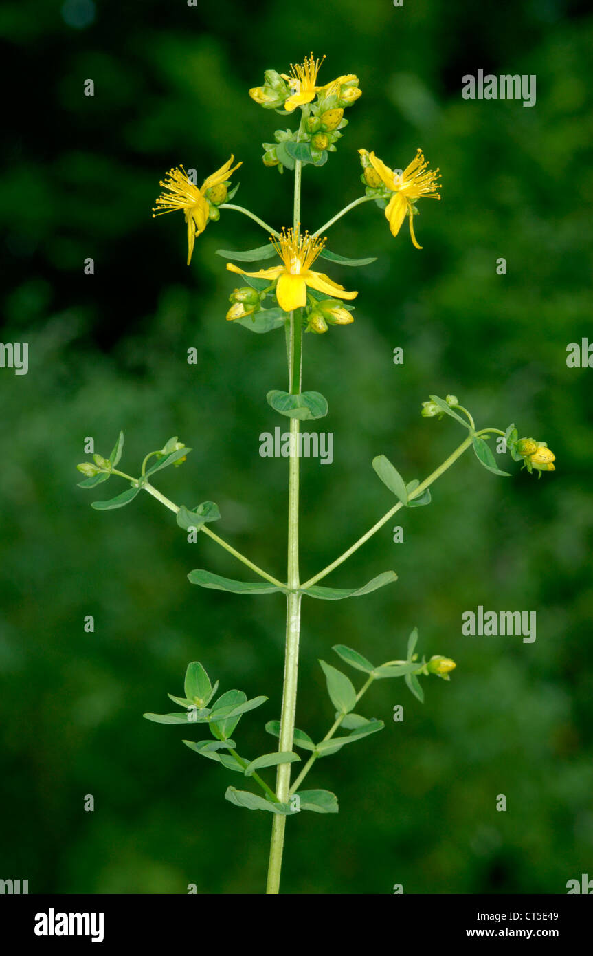 IMPERFORATE ST JOHN’S-WORT Hypericum maculatum (Clusiaceae Stock Photo ...