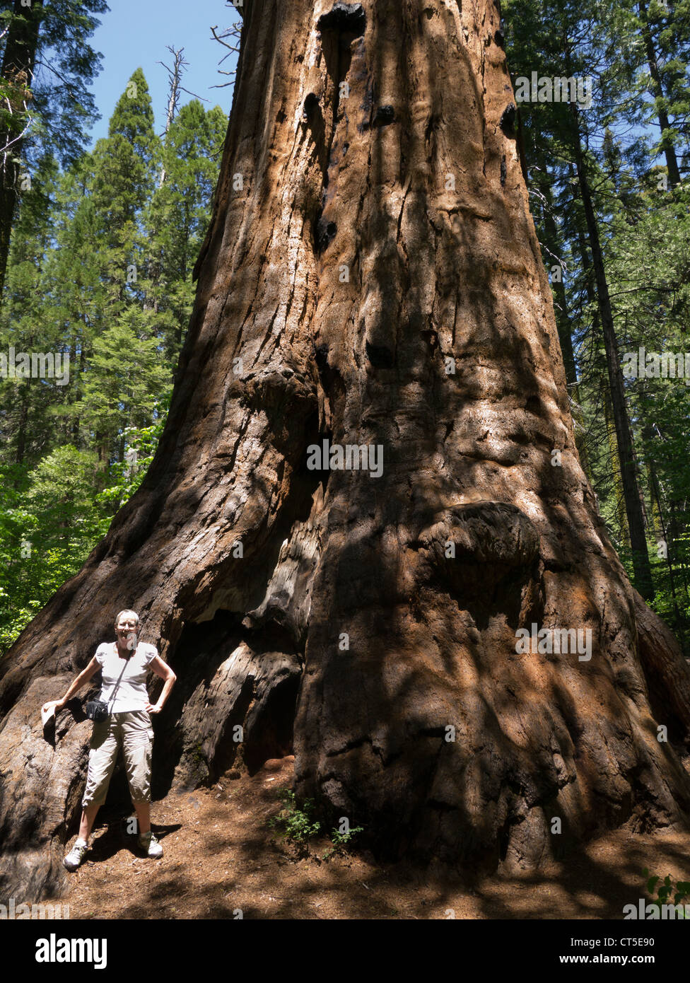 Giant Sequoia trees in Calaveras Big Trees State Park, California Stock ...