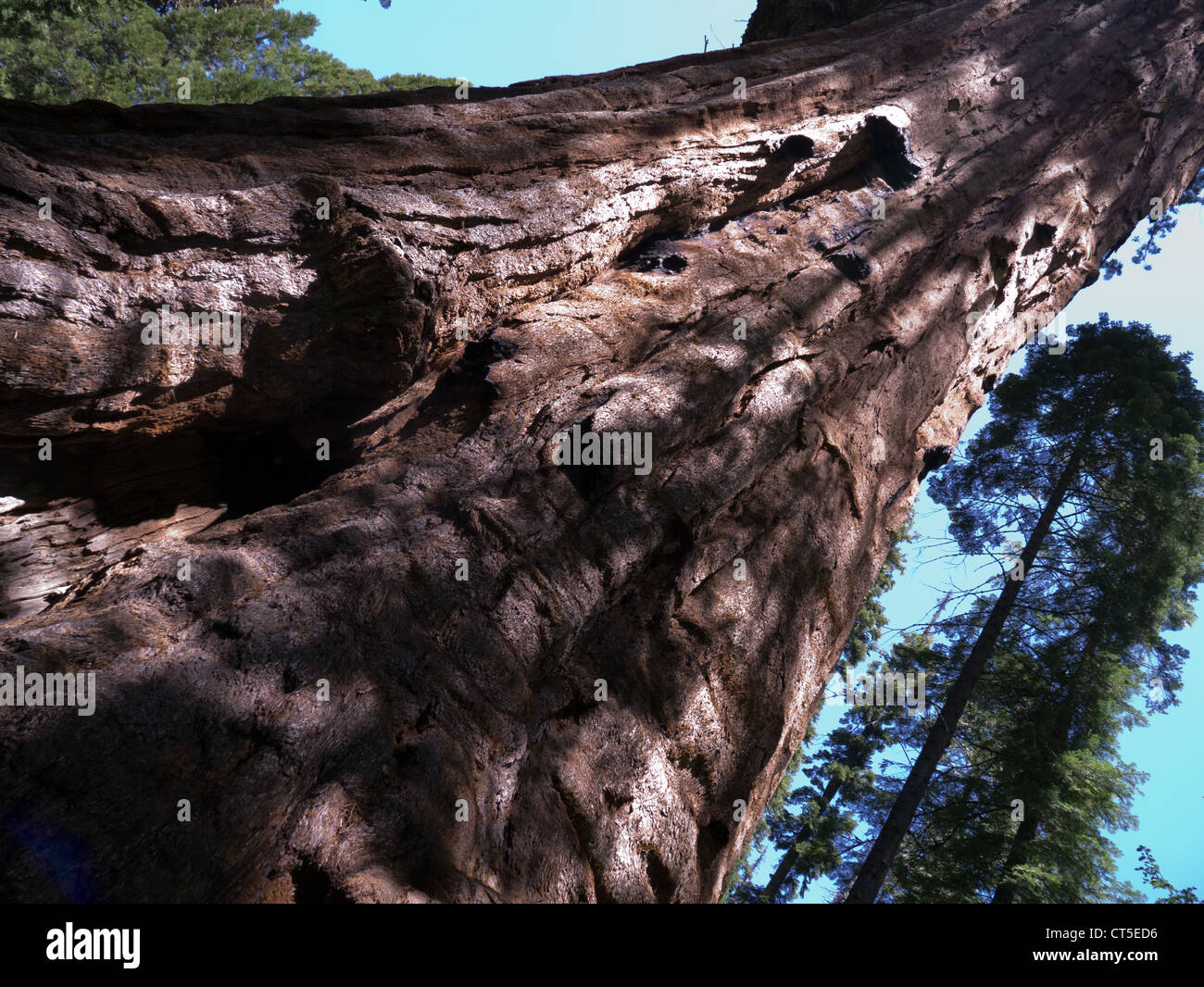 Giant Sequoia trees in Calaveras Big Trees State Park, California Stock ...