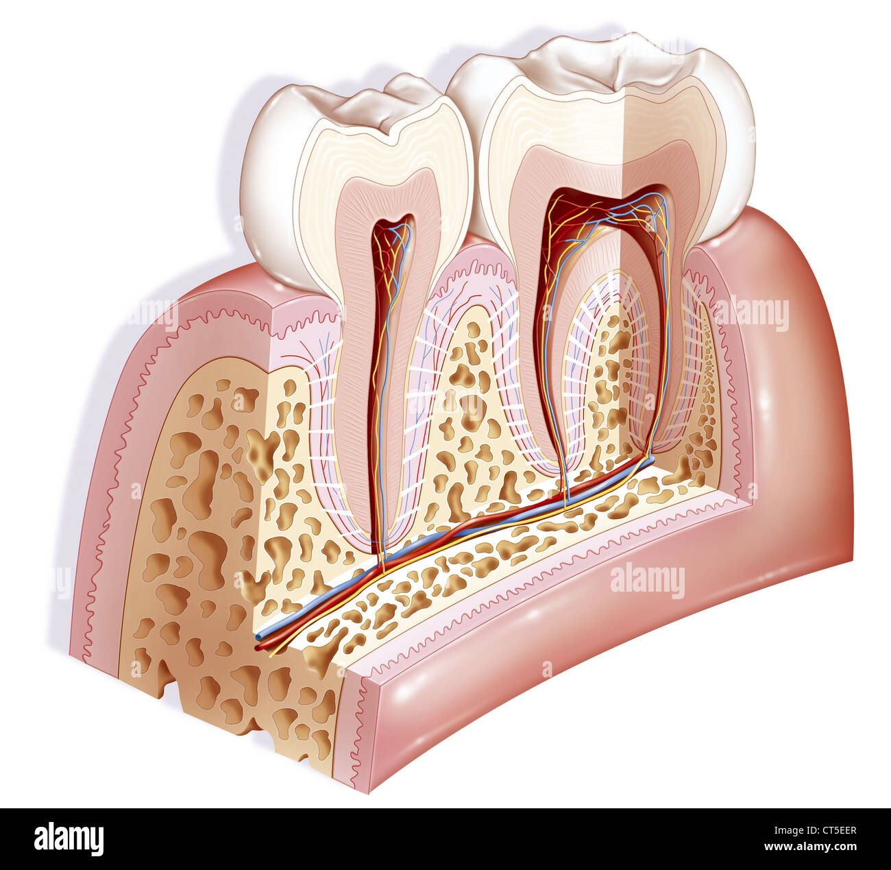 Alveolar process hi-res stock photography and images - Alamy