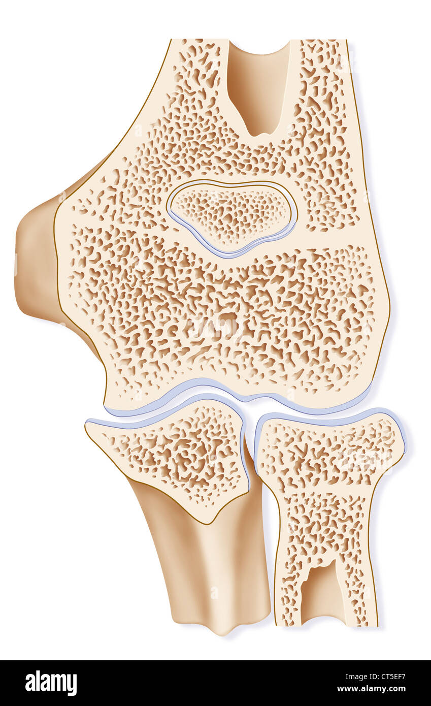 Elbow bones hi-res stock photography and images - Alamy Elbow bones hi-res stock photography and images - Alamy