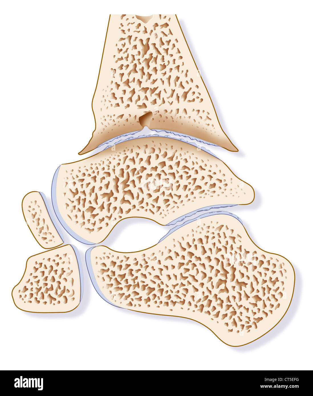 Osseous joint Cut Out Stock Images & Pictures - Alamy