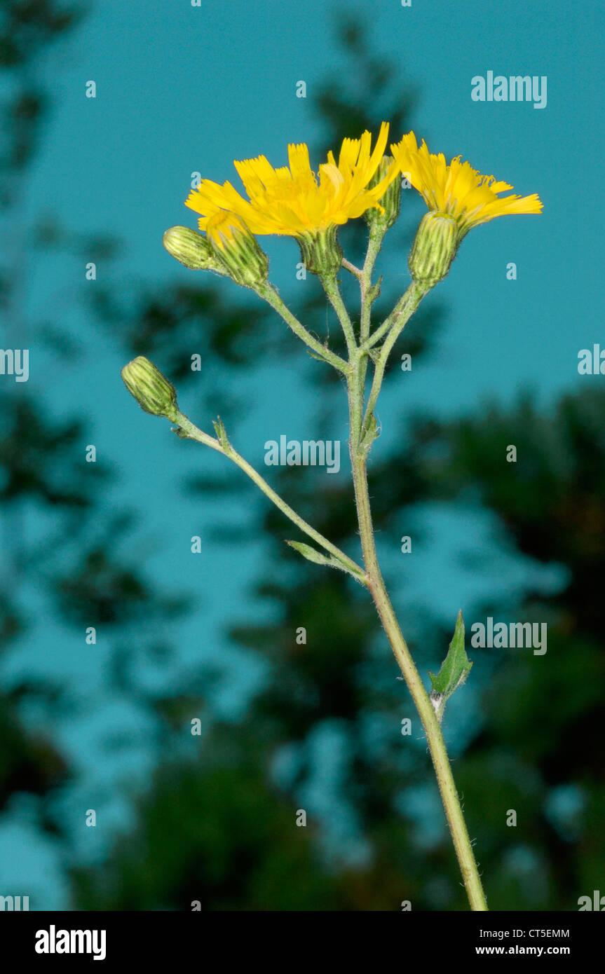 COMMON HAWKWEED Hieracium vulgatum (Asteraceae Stock Photo - Alamy