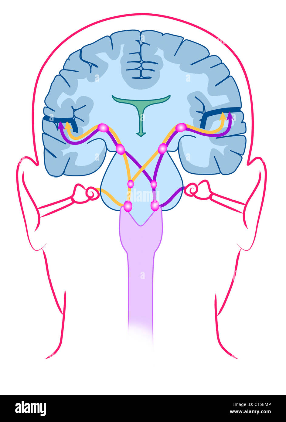 Auditory cortex neuron hi-res stock photography and images - Alamy