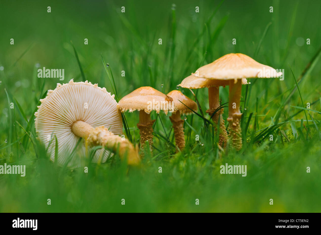 Powdercaps hi-res stock photography and images - Alamy
