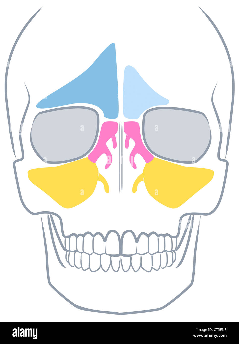 Frontal sinuses hi-res stock photography and images - Alamy