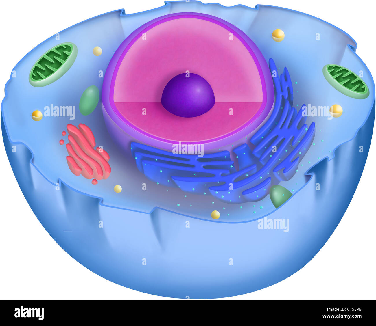 Cell nucleus and ribosomes hi-res stock photography and images - Alamy