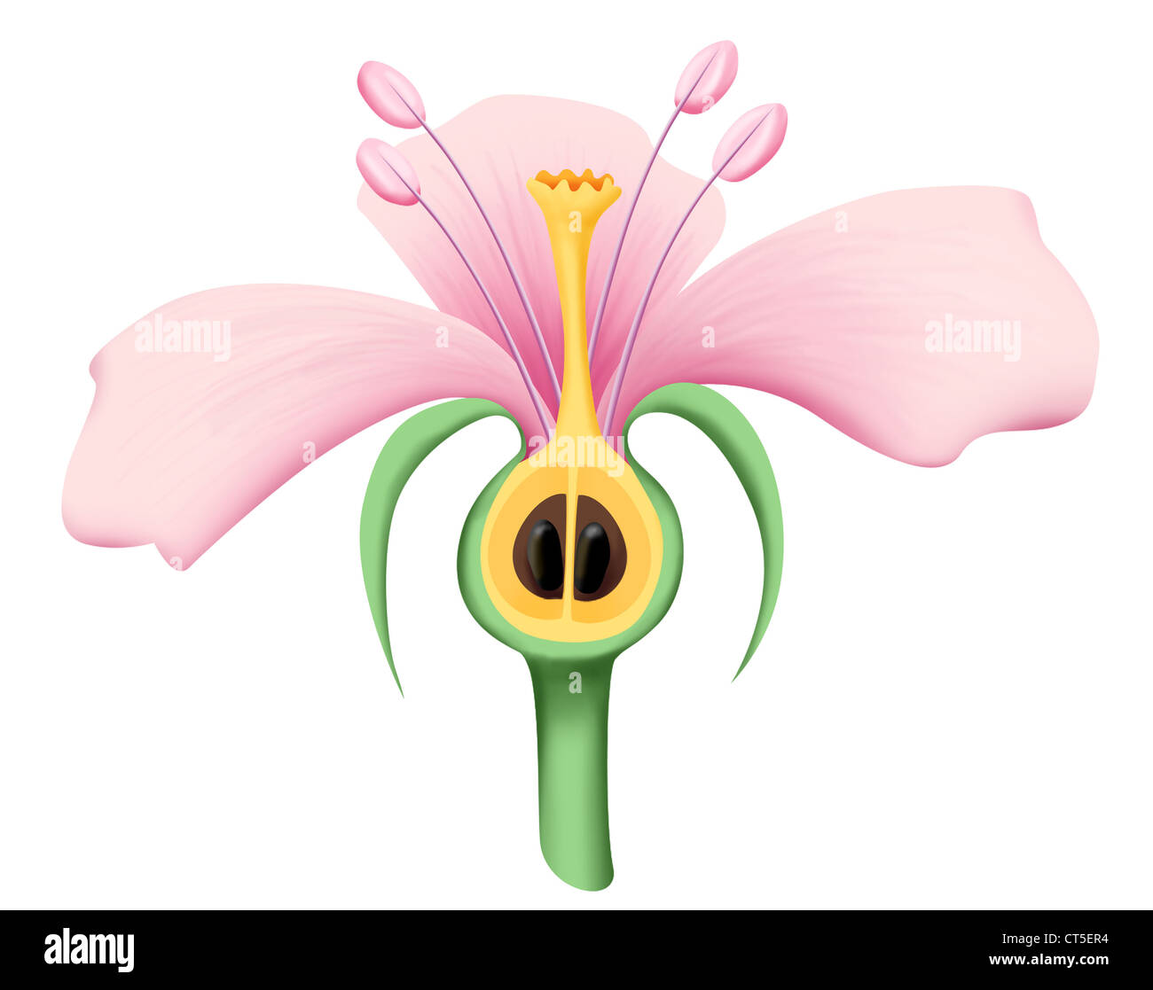 Apple flower blossom ovary hi-res stock photography and images - Alamy
