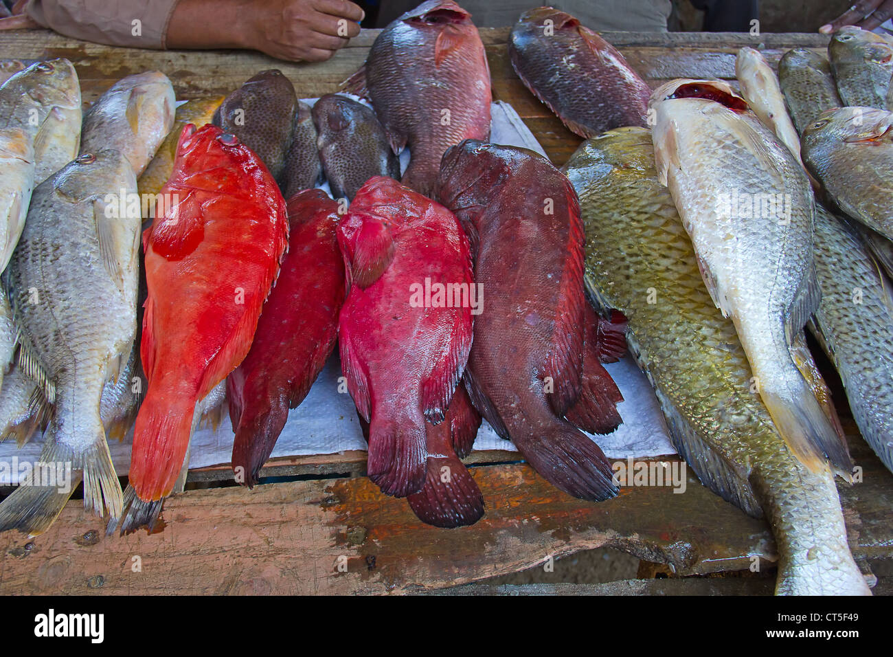 Fresh fish on the Maputo fish market Stock Photo - Alamy