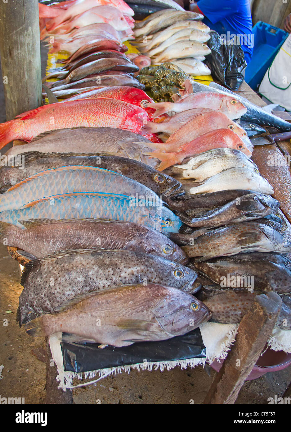 Fresh fish on the Maputo fish market Stock Photo - Alamy