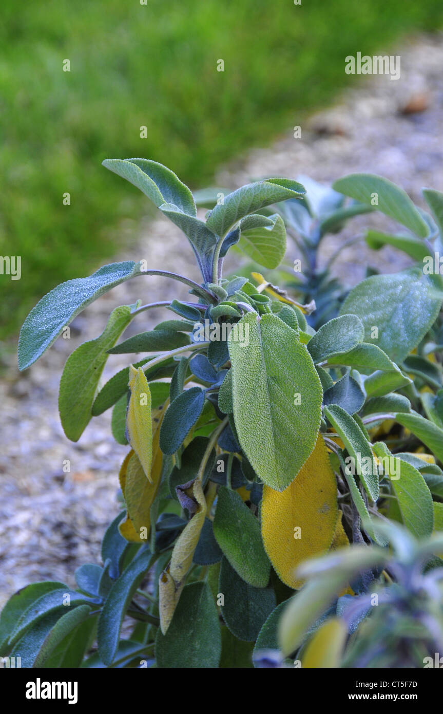 Sage salvia sp hi-res stock photography and images - Alamy