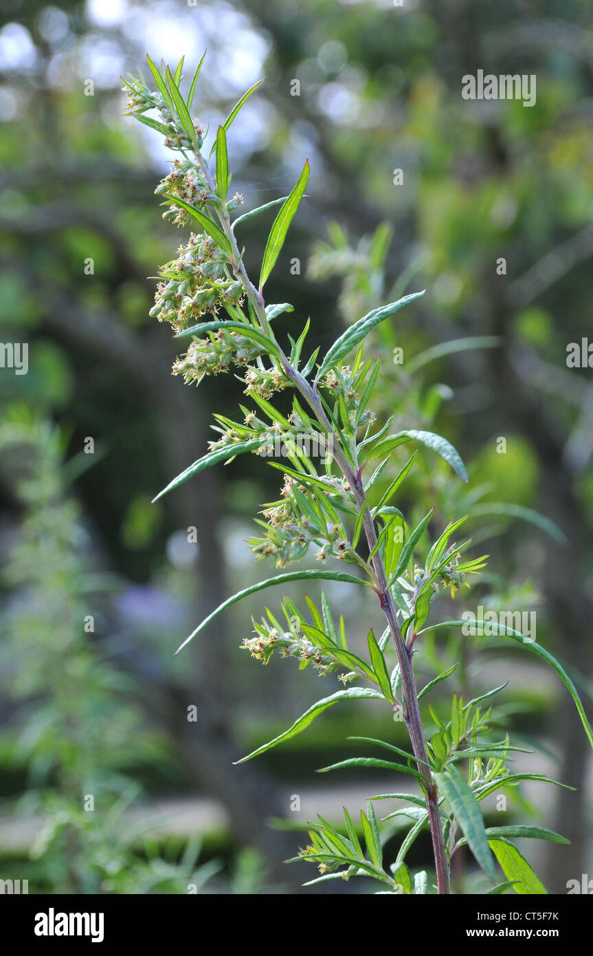 Mugwort flowers hi-res stock photography and images - Alamy