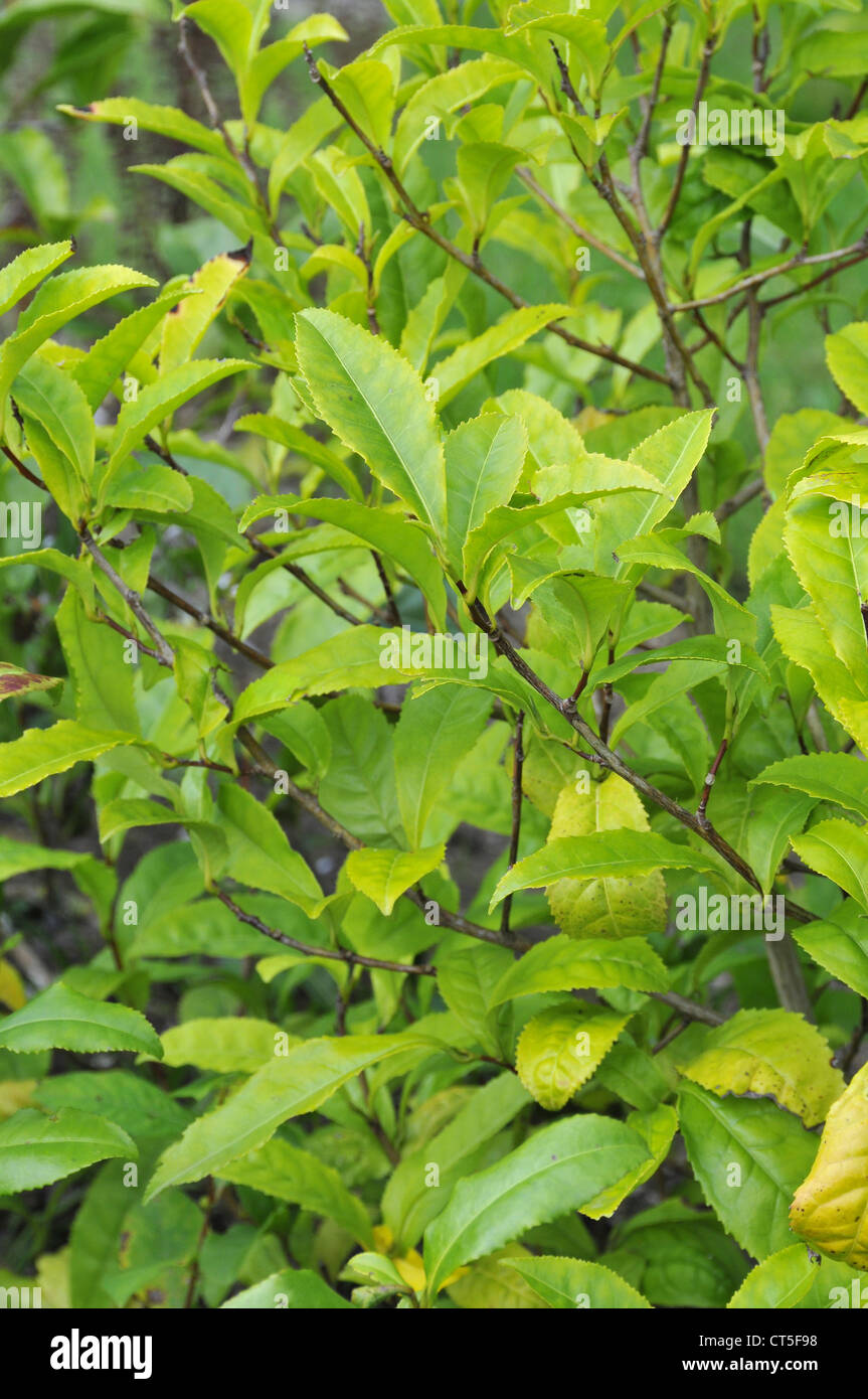 Tea_bush hi-res stock photography and images - Alamy