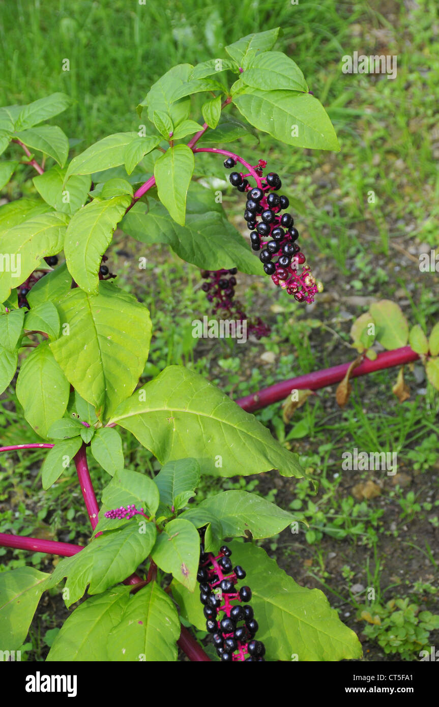 Poke weed berries hi-res stock photography and images - Alamy