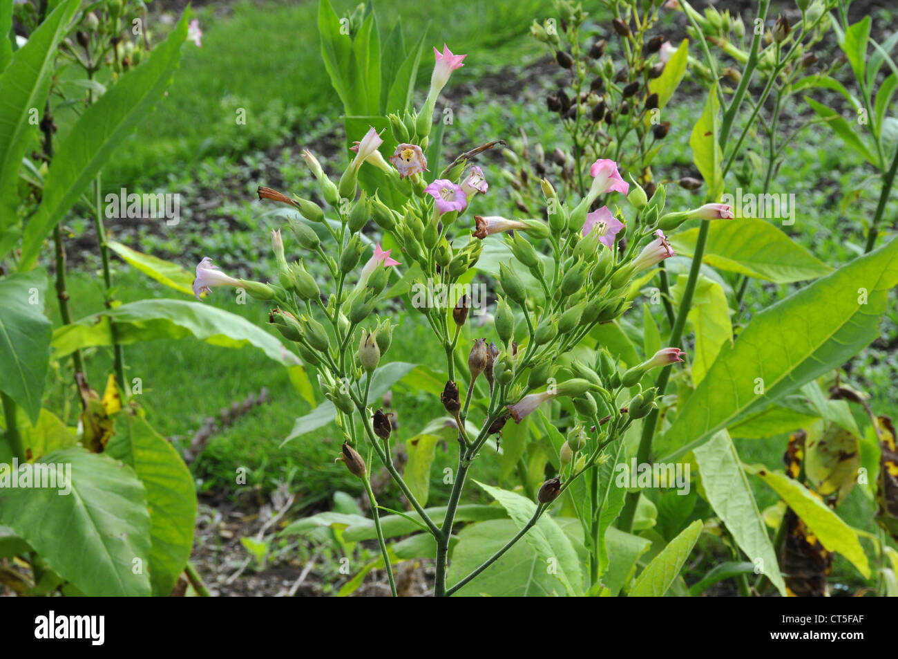 Common tobacco hi-res stock photography and images - Alamy
