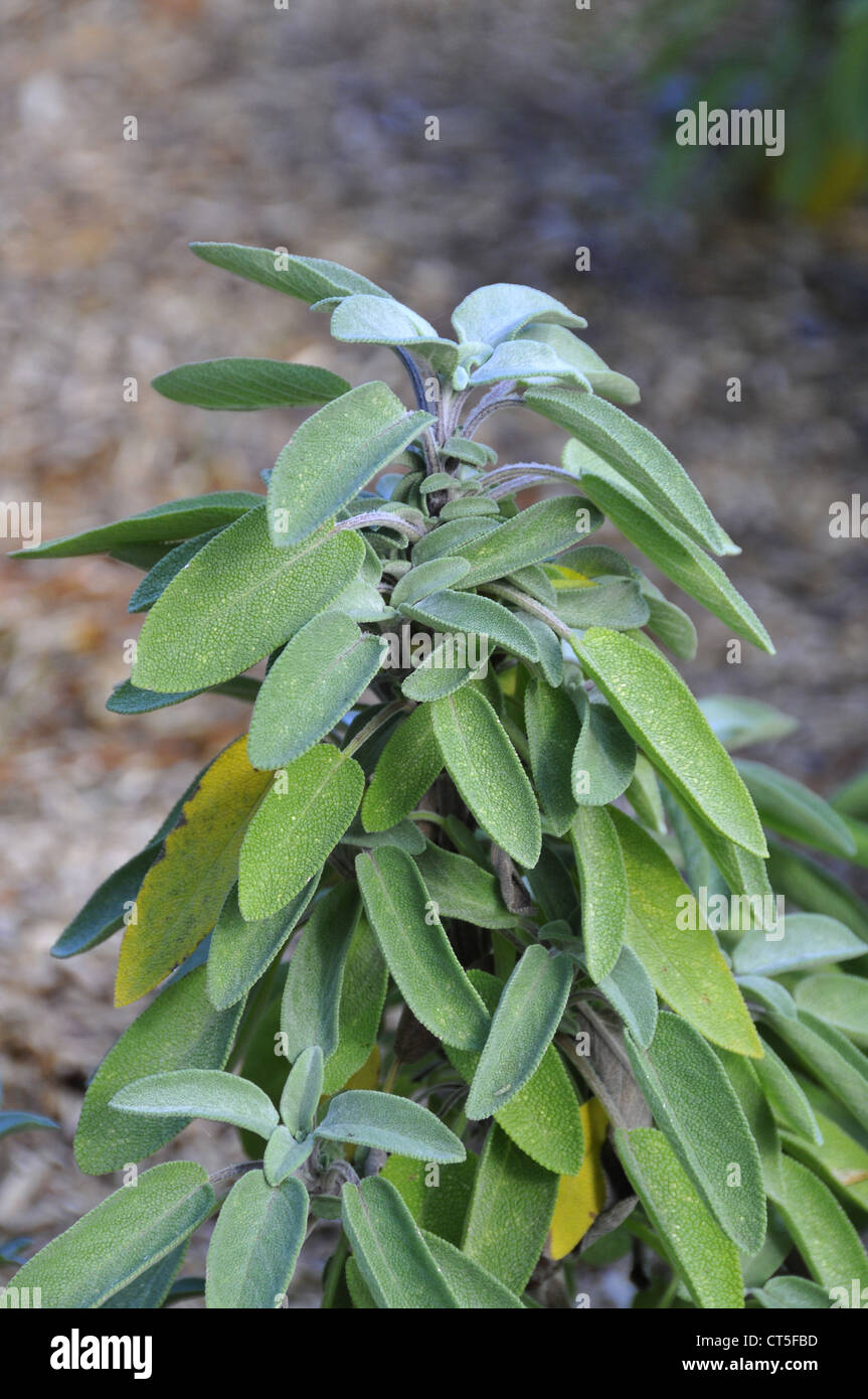 Sage salvia sp hi-res stock photography and images - Alamy