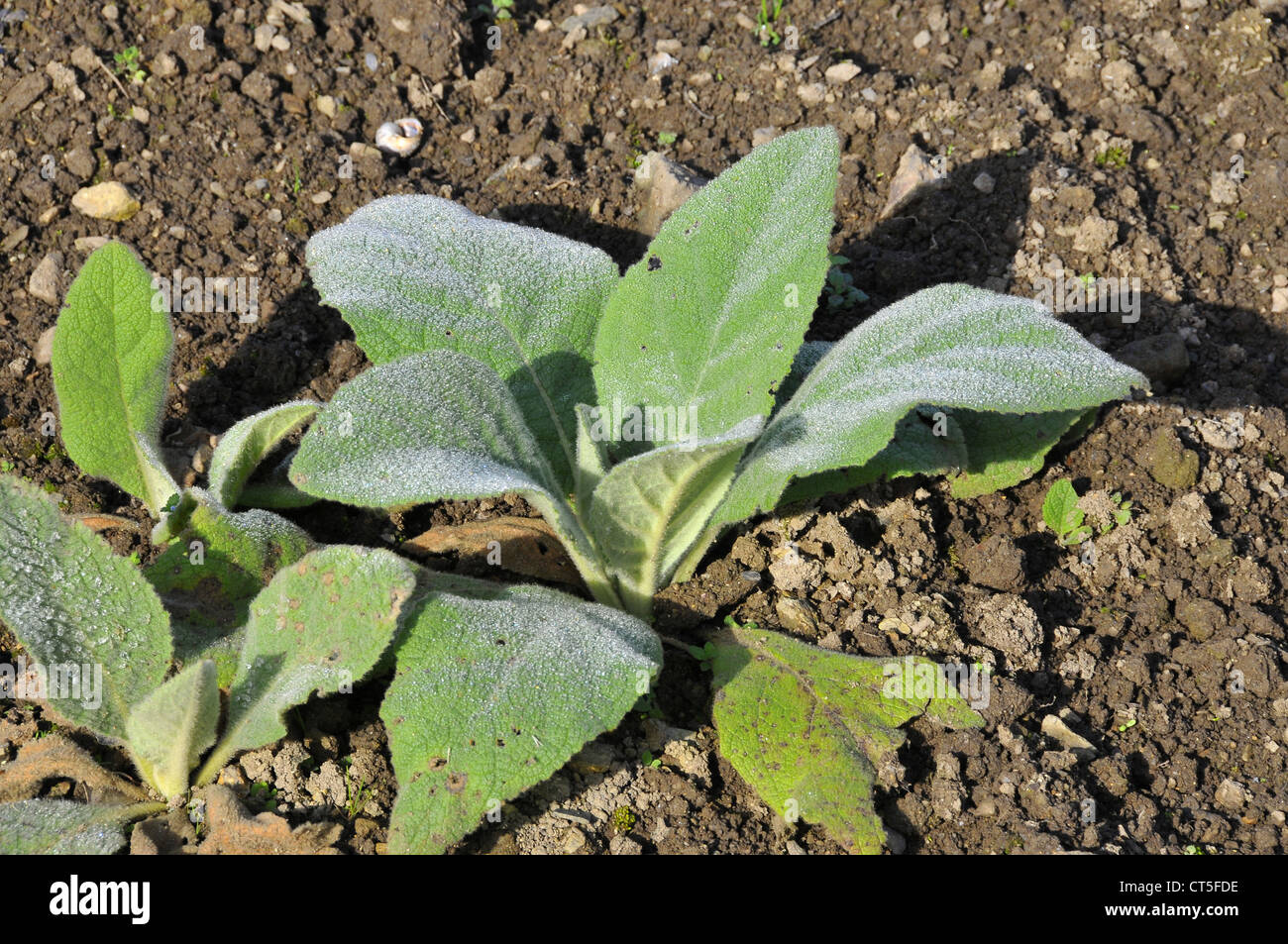 Common mullein leaf hi-res stock photography and images - Alamy