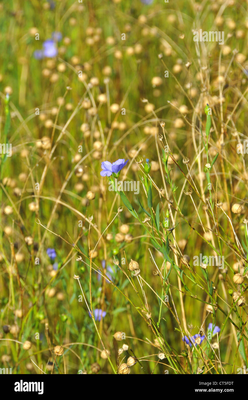 Flaxes hi-res stock photography and images - Alamy