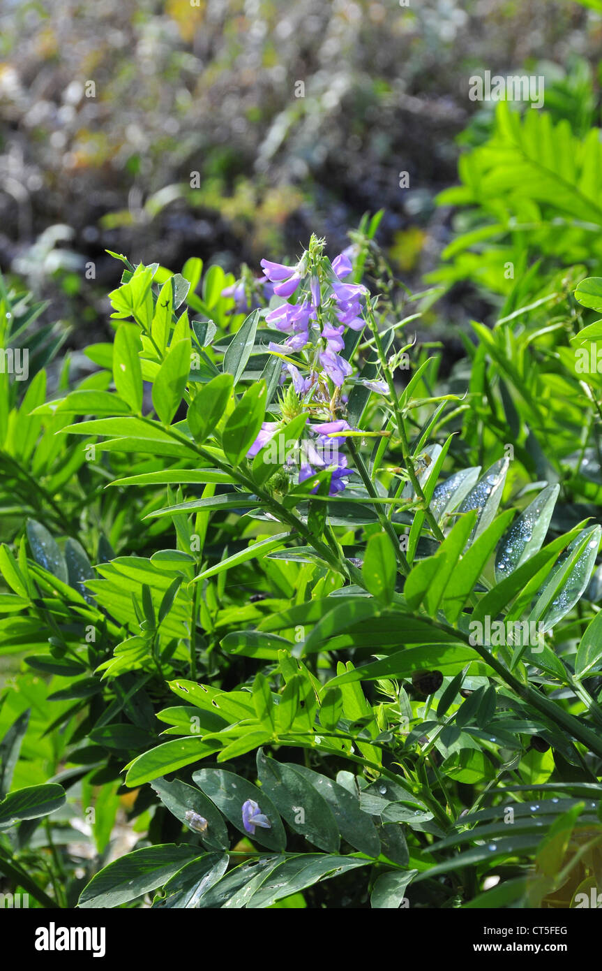 Goats Rue High Resolution Stock Photography and Images - Alamy