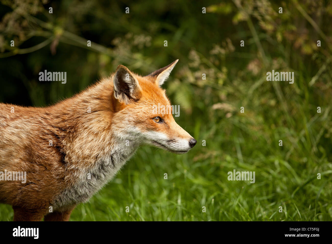 European red fox Stock Photo - Alamy