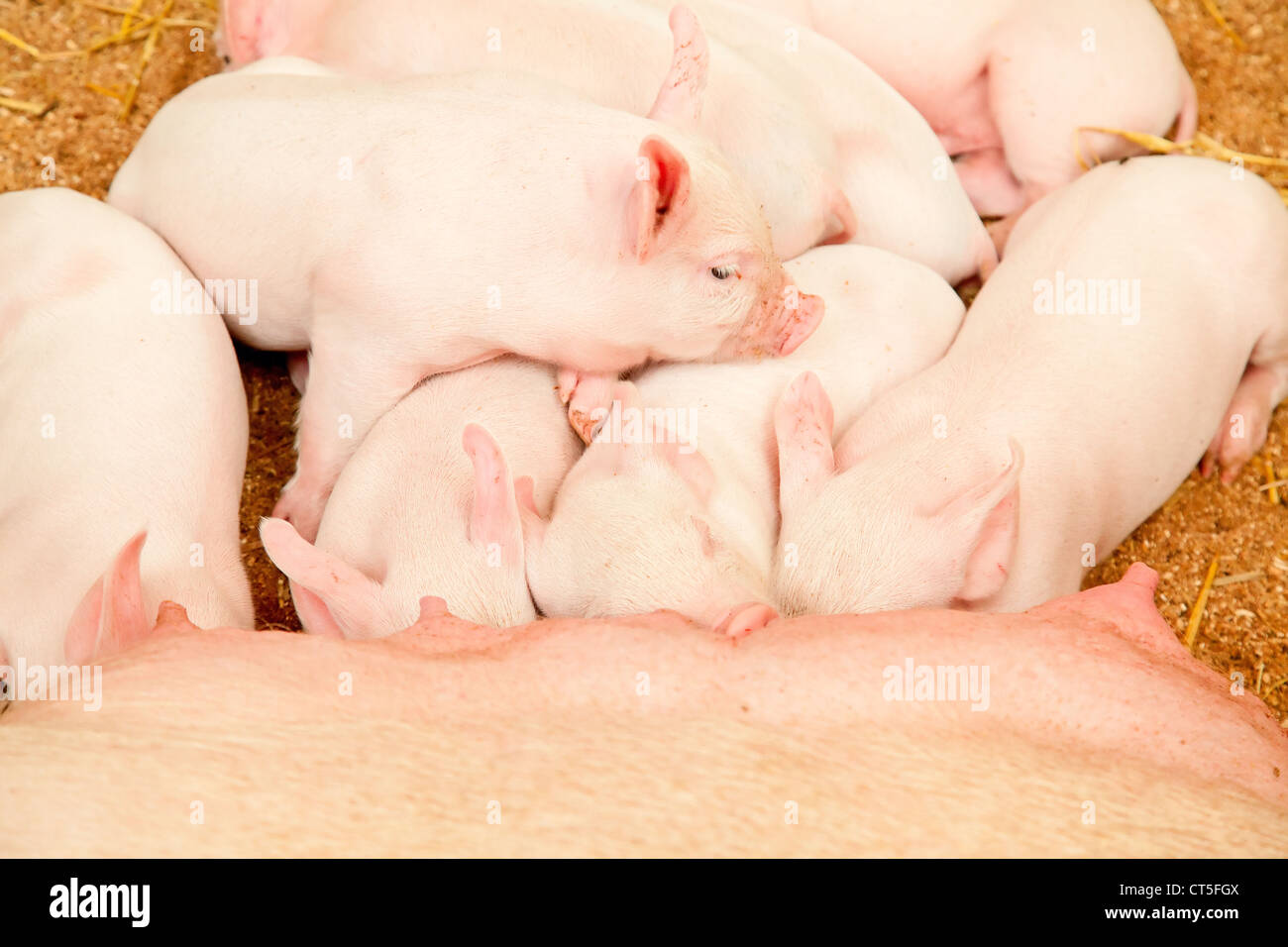 Young pigs in the barn Stock Photo - Alamy