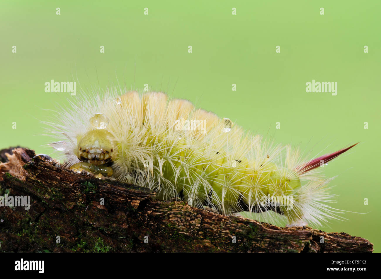 A caterpillar of the pale tussock moth (Calliteara pudibunda), with ...