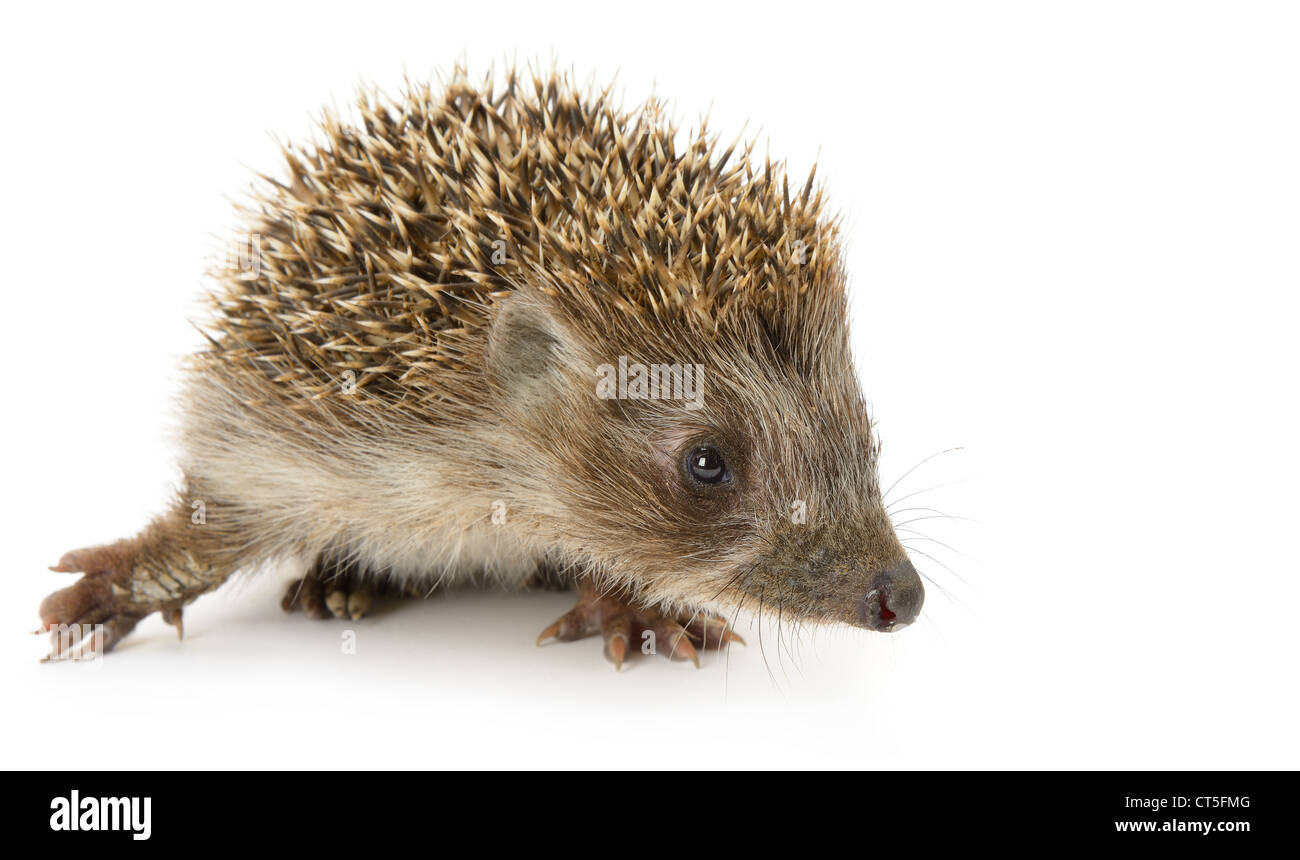 hedgehog isolated. Small mammal with spiny hairs on its back and sides ...