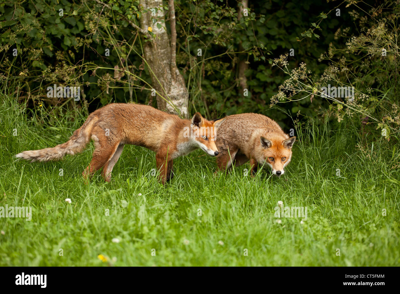 Two foxes hunting at dusk Stock Photo - Alamy