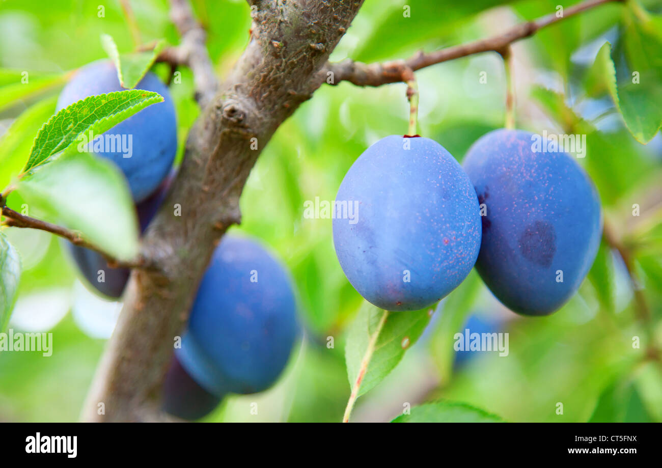 Blue plums in the garden Stock Photo - Alamy