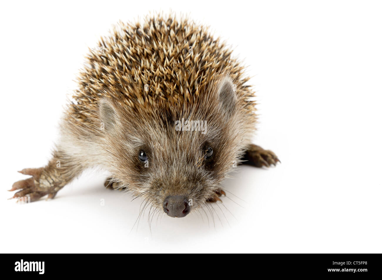 hedgehog isolated. Small mammal with spiny hairs on its back and sides ...