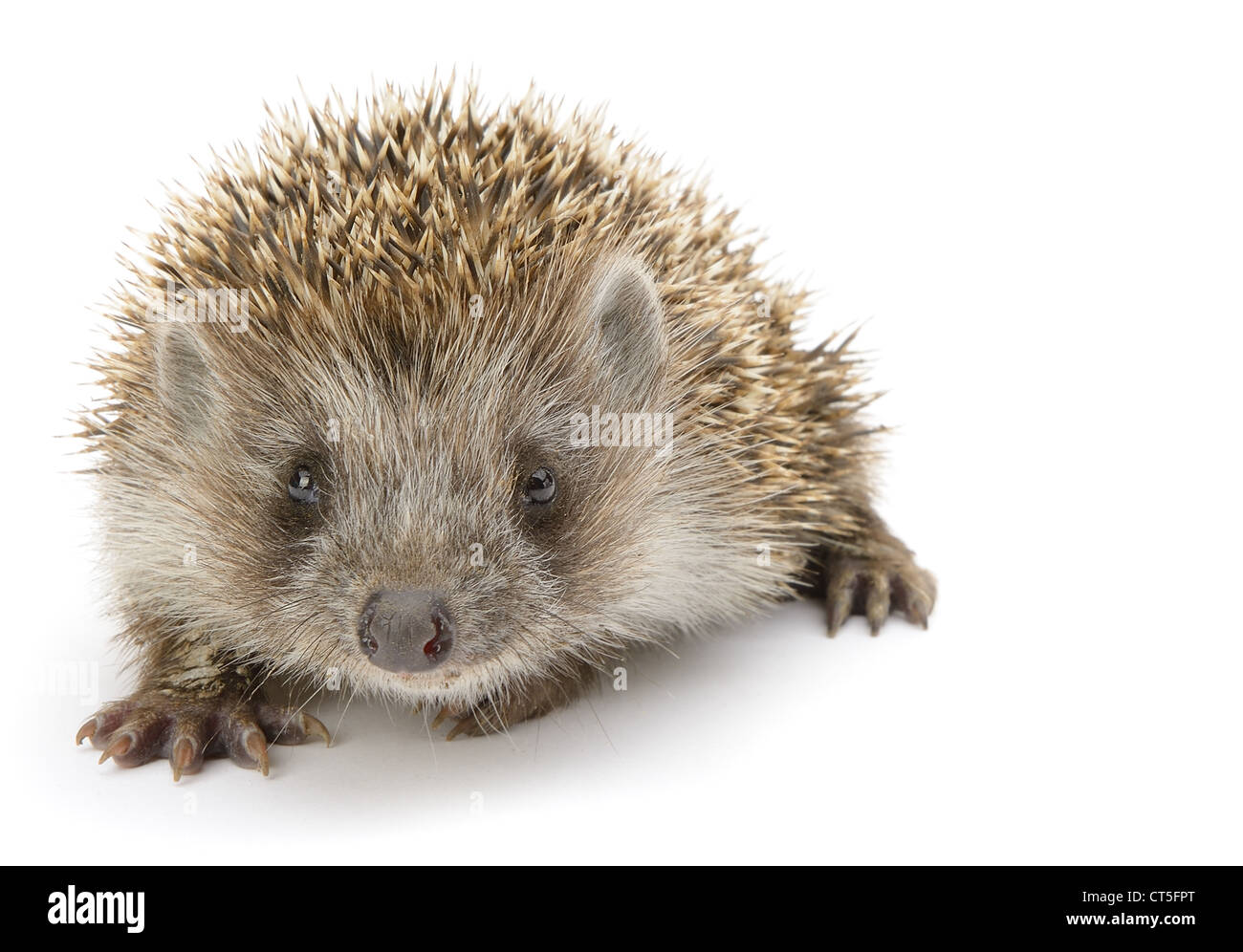 hedgehog isolated. Small mammal with spiny hairs on its back and sides ...
