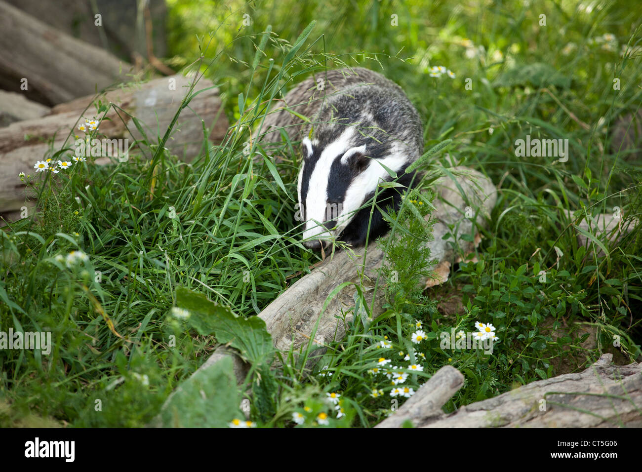 Badger hunting hi-res stock photography and images - Alamy