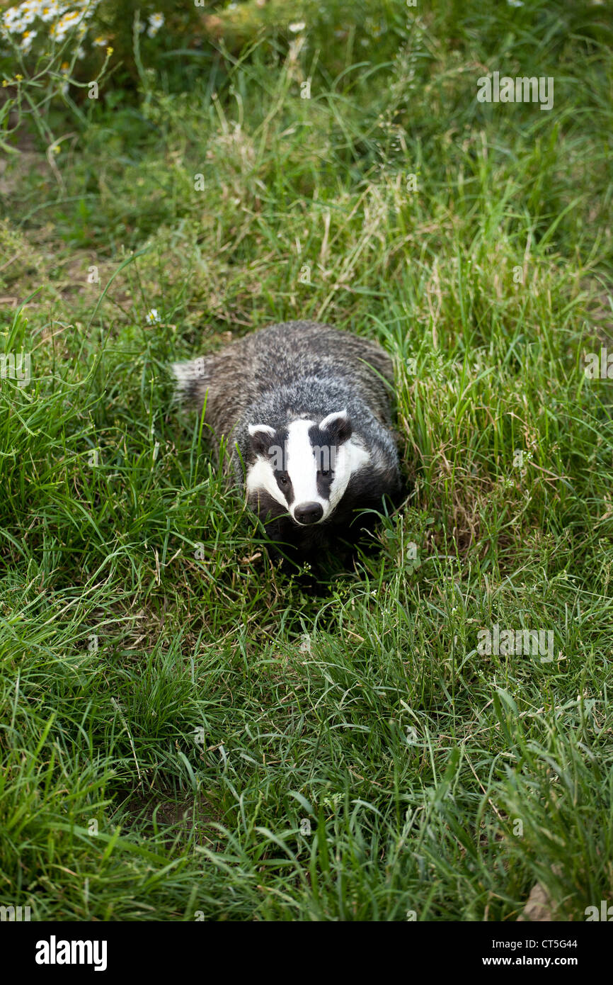 Badger out hunting Stock Photo - Alamy