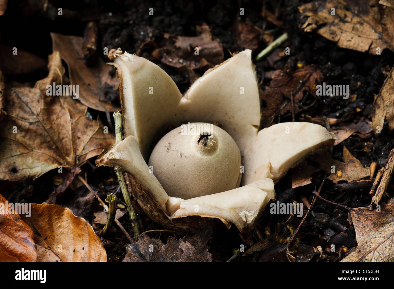 A collared earthstar fungus (Geastrum triplex) growing in leaf-litter ...
