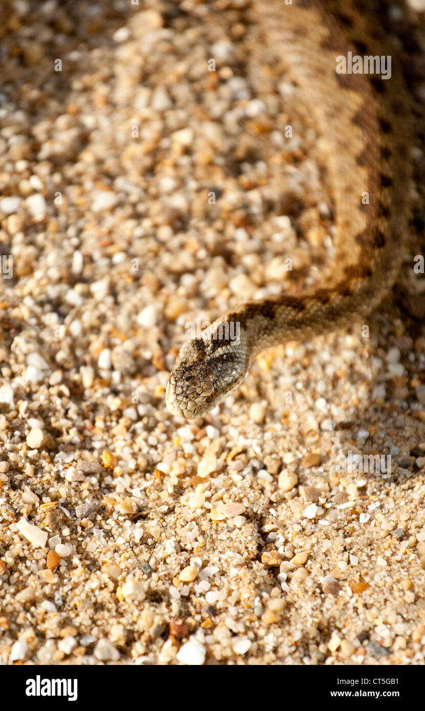 Hunting for snakes hi-res stock photography and images - Alamy