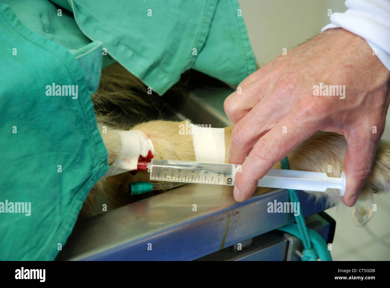 Euthanasia dog vet hi-res stock photography and images - Alamy